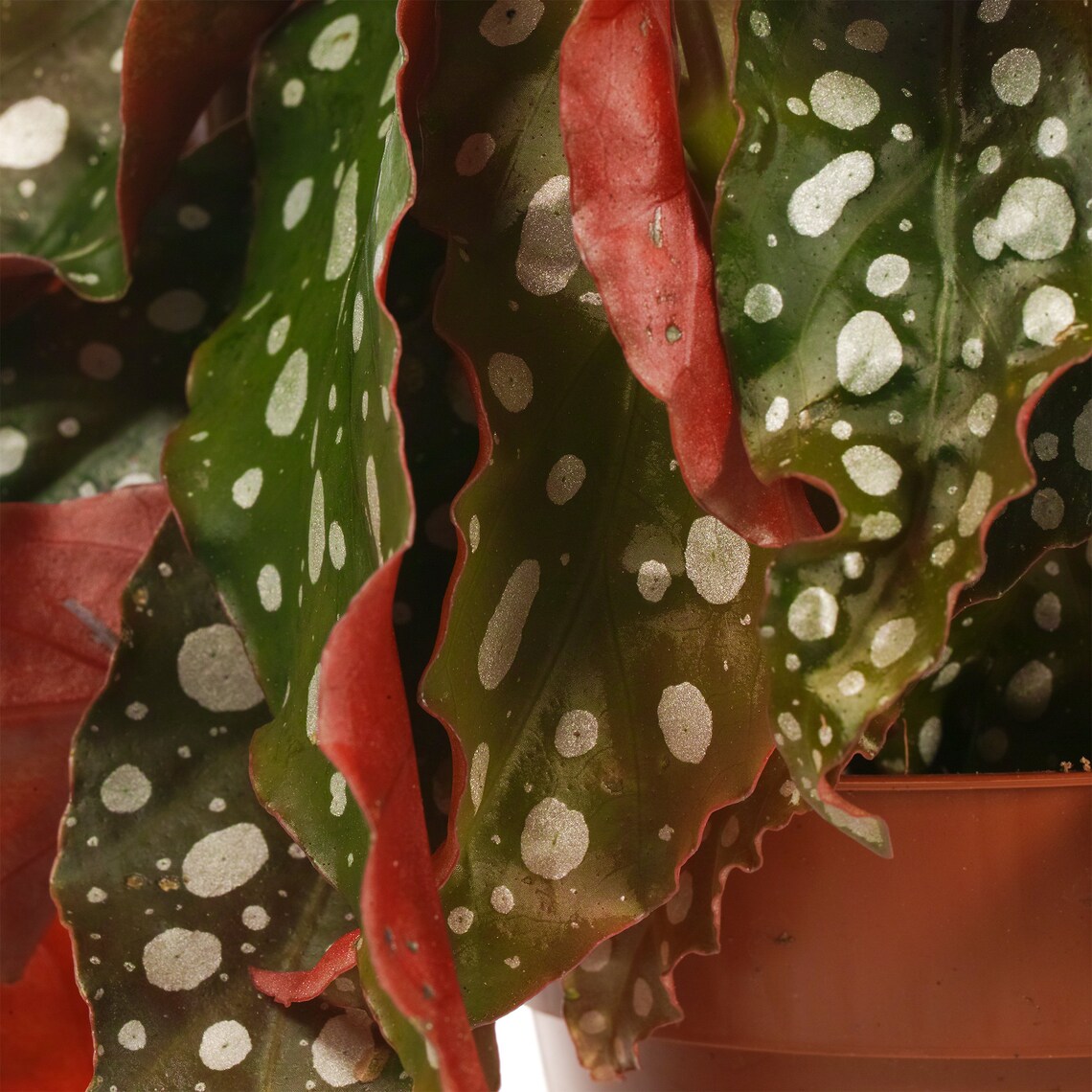 Spotted Begonia Maculata Popular Indoor Houseplant 20-30cm | Etsy