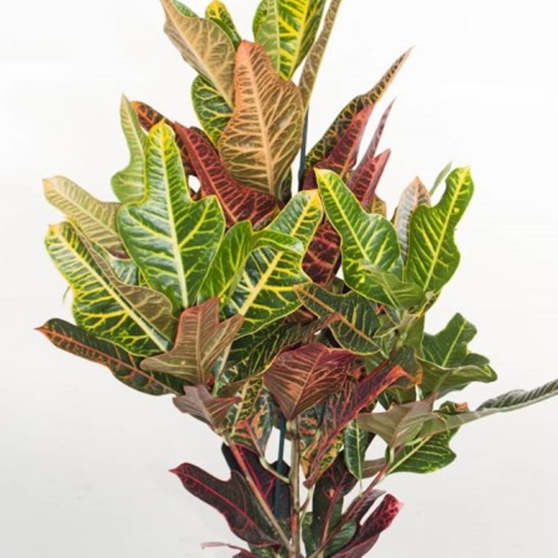 1 X Codiaeum Variegatum Excellent for Sale | Home or Office Indoor ...