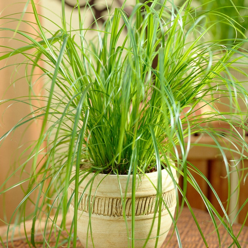 Cyperus Alternifolius Zumula | Cat Friendly Potted House Plant (20-30cm ...