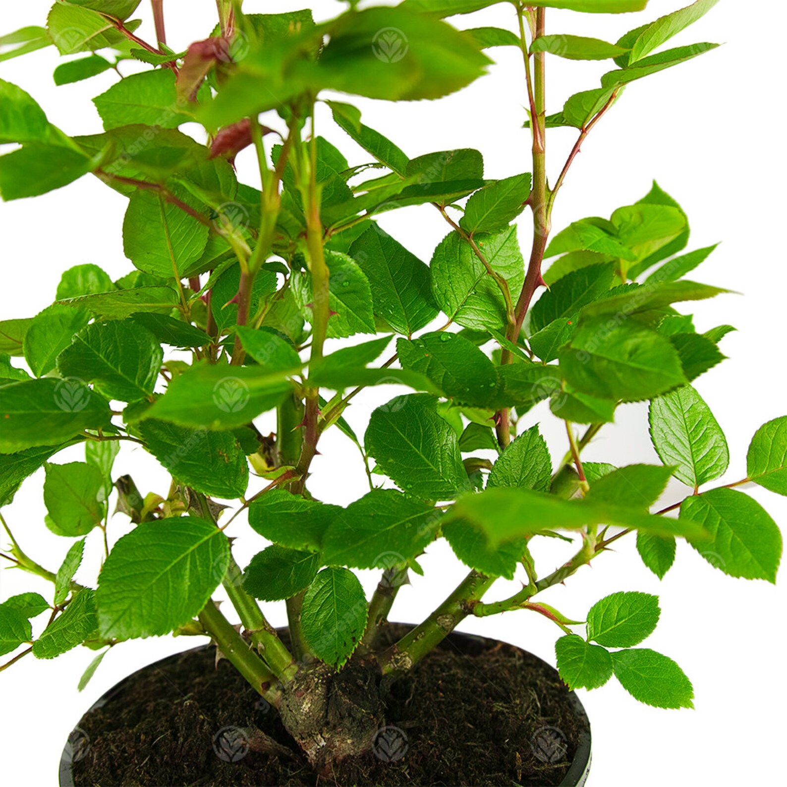 Ruby Wedding Rose - 40th Wedding Anniversary Gift - Help Celebrate a ...