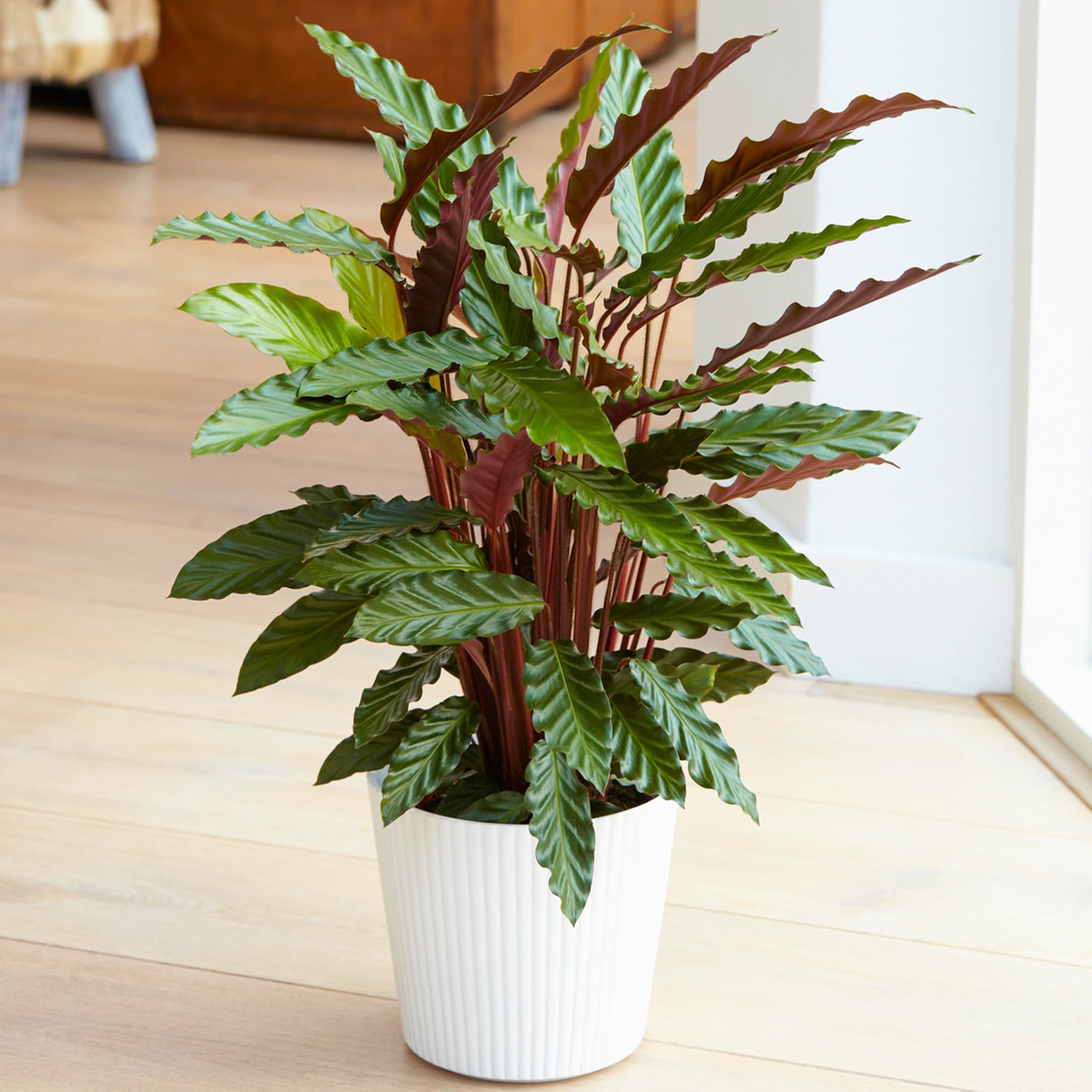 Lovely 30-40cm Potted Calathea Elgergrass Air Purifying Indoor ...