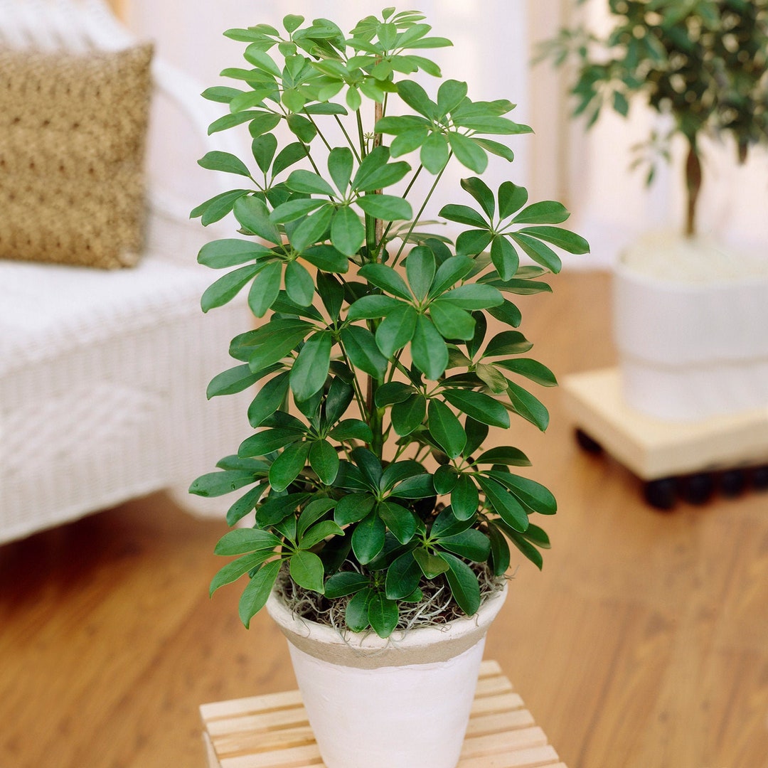 Schefflera Plant