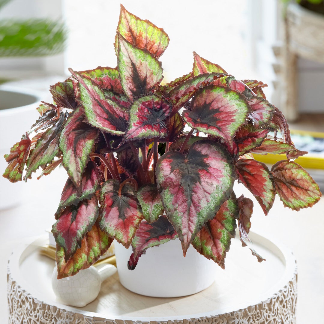 Begonia Rex Salsa Vibrant 20-30cm Potted Houseplant Free - Etsy UK