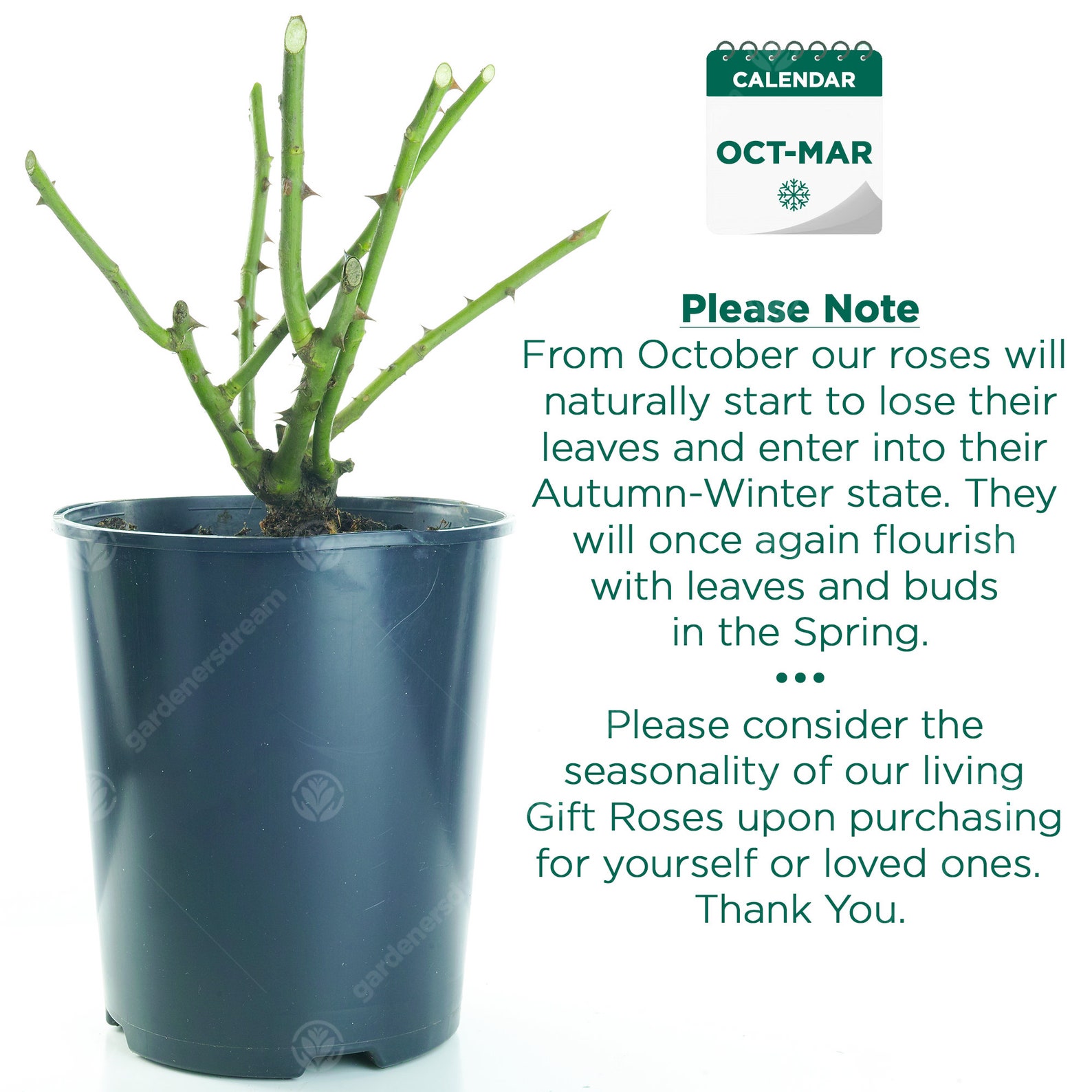 Good Luck Rose Say Good Luck to Someone Special for a New - Etsy