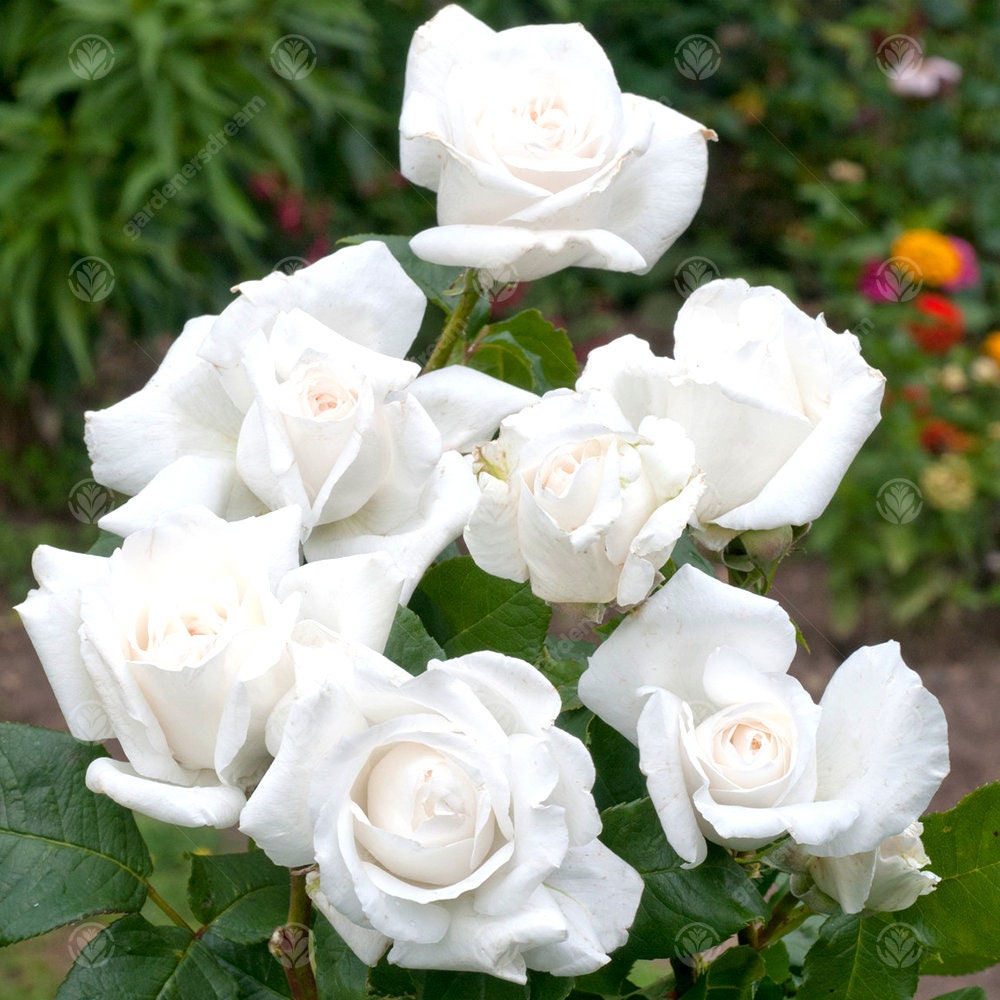Diamond Wedding Rose - 60th Wedding Anniversary Gift - Help Celebrate a ...