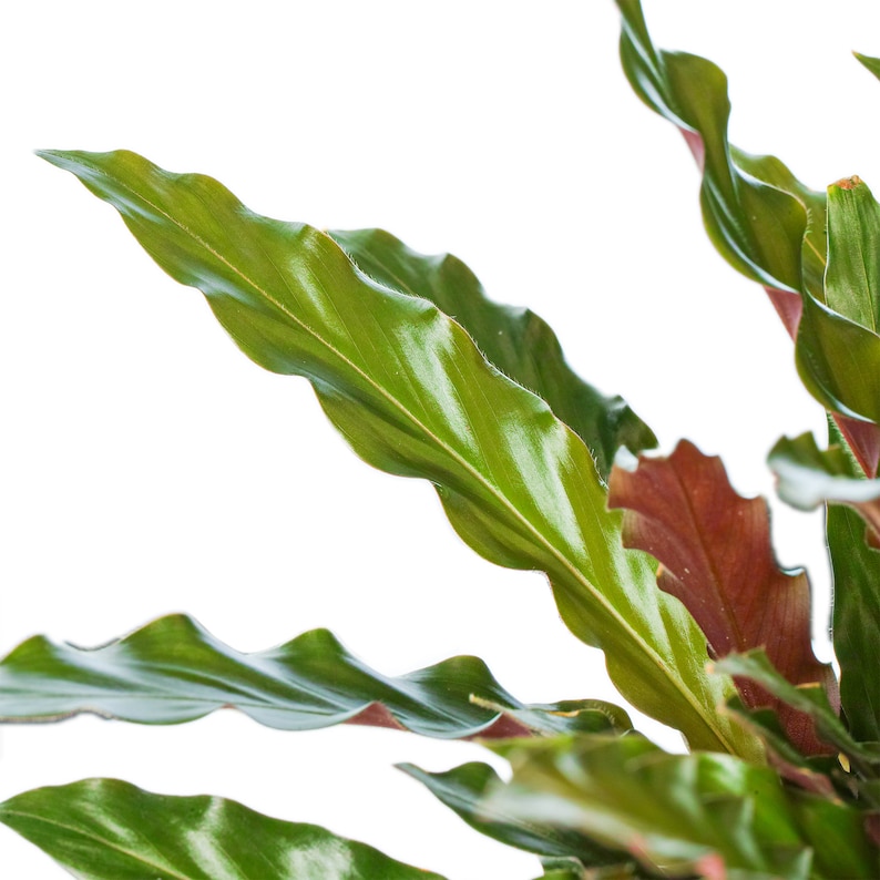 Lovely 30-40cm Potted Calathea Elgergrass Air Purifying Indoor - Etsy UK