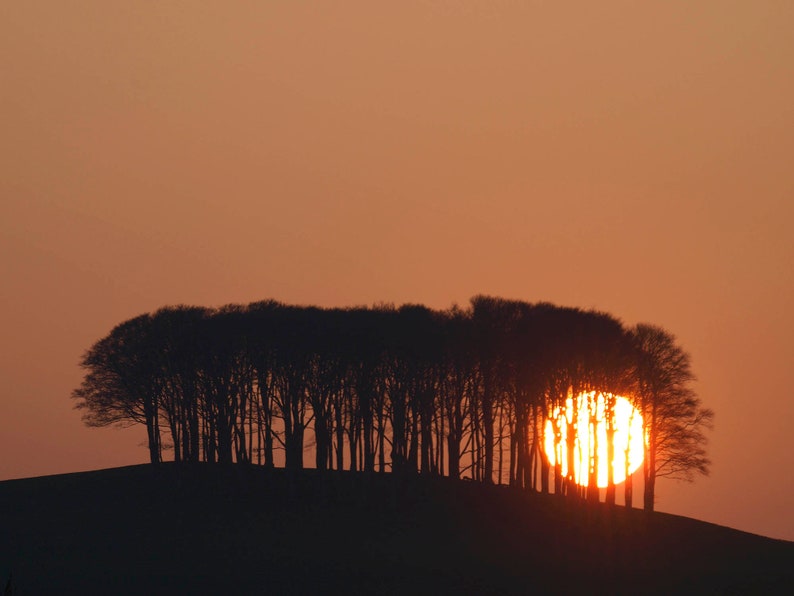 Photo Print of the 'nearly Home Trees' 'nearly There Trees, Devon, UK ...