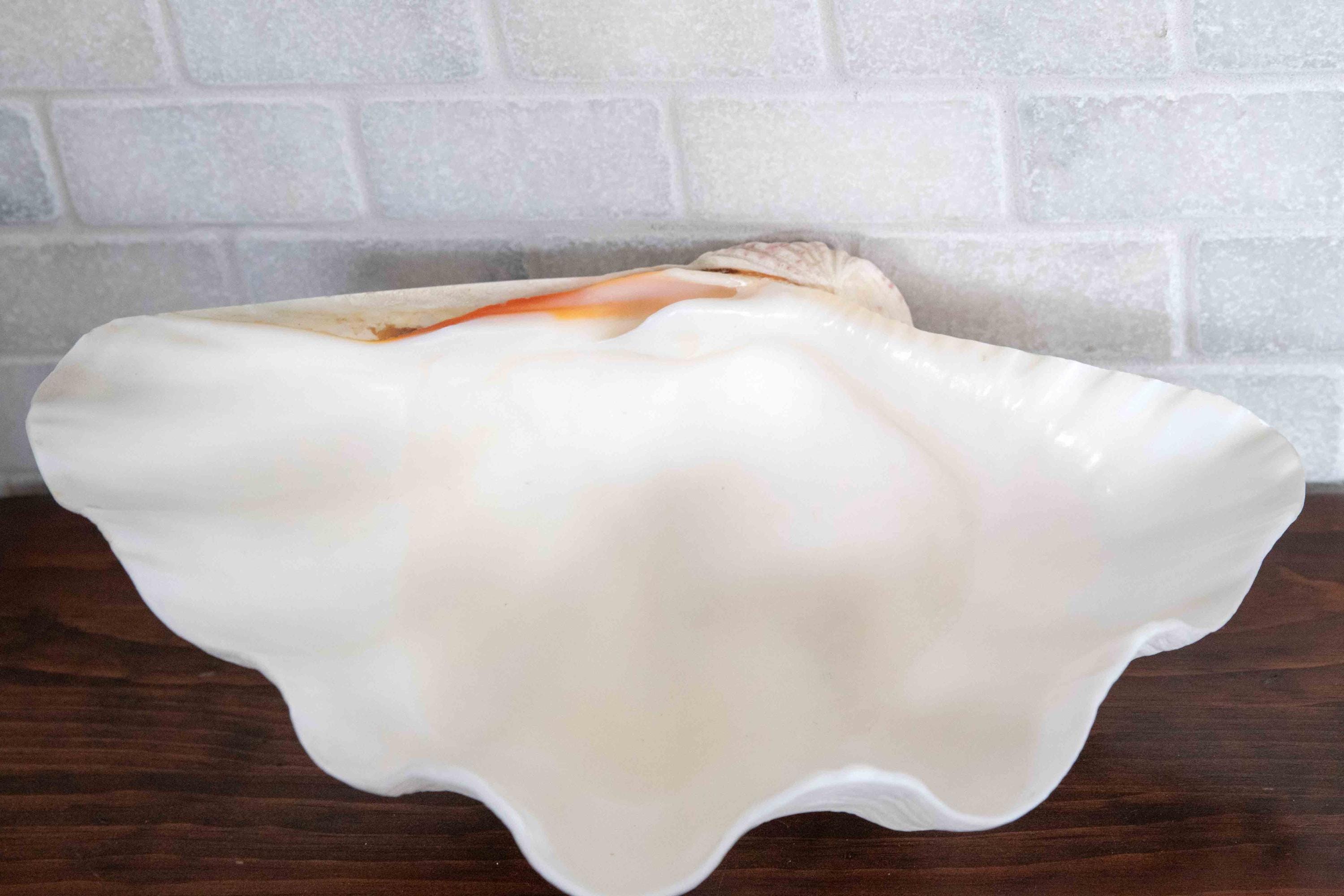 Vintage Tridacna Gigas Giant Clam Shell: Rare Natural Decor (14.5 In ...
