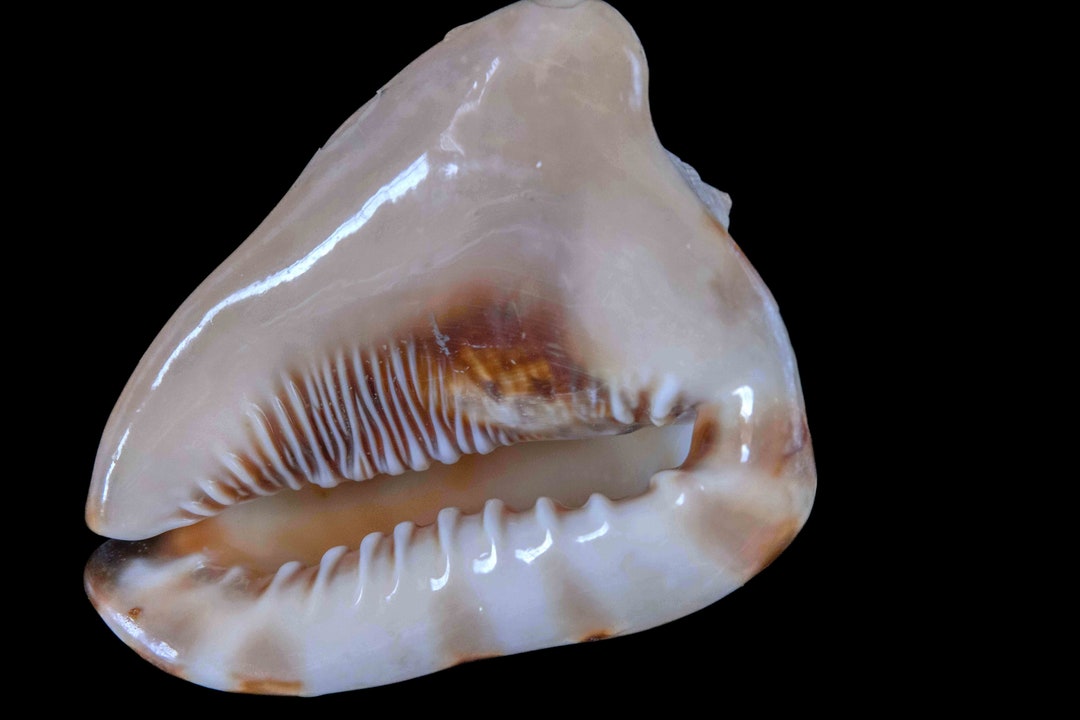 Queen Helmet Striped Conch Shell Seashell Beach Ocean Decor, Nautical ...