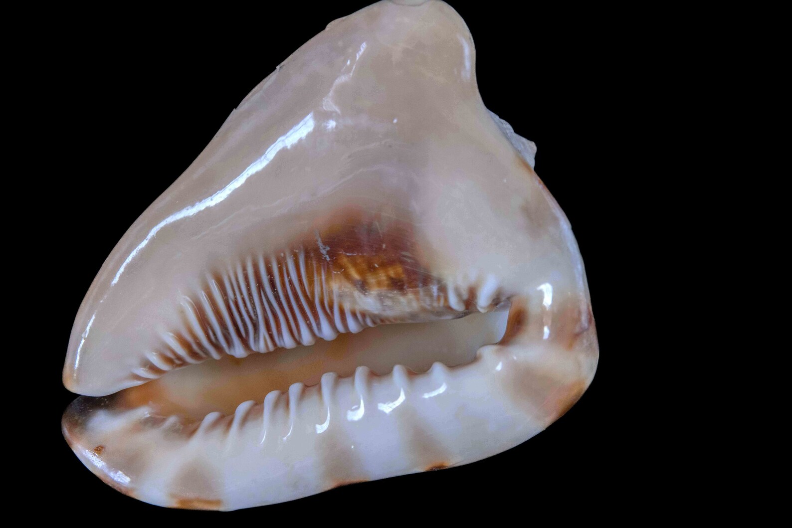 Queen Helmet Striped Conch Shell Seashell Beach Ocean Decor, Nautical ...