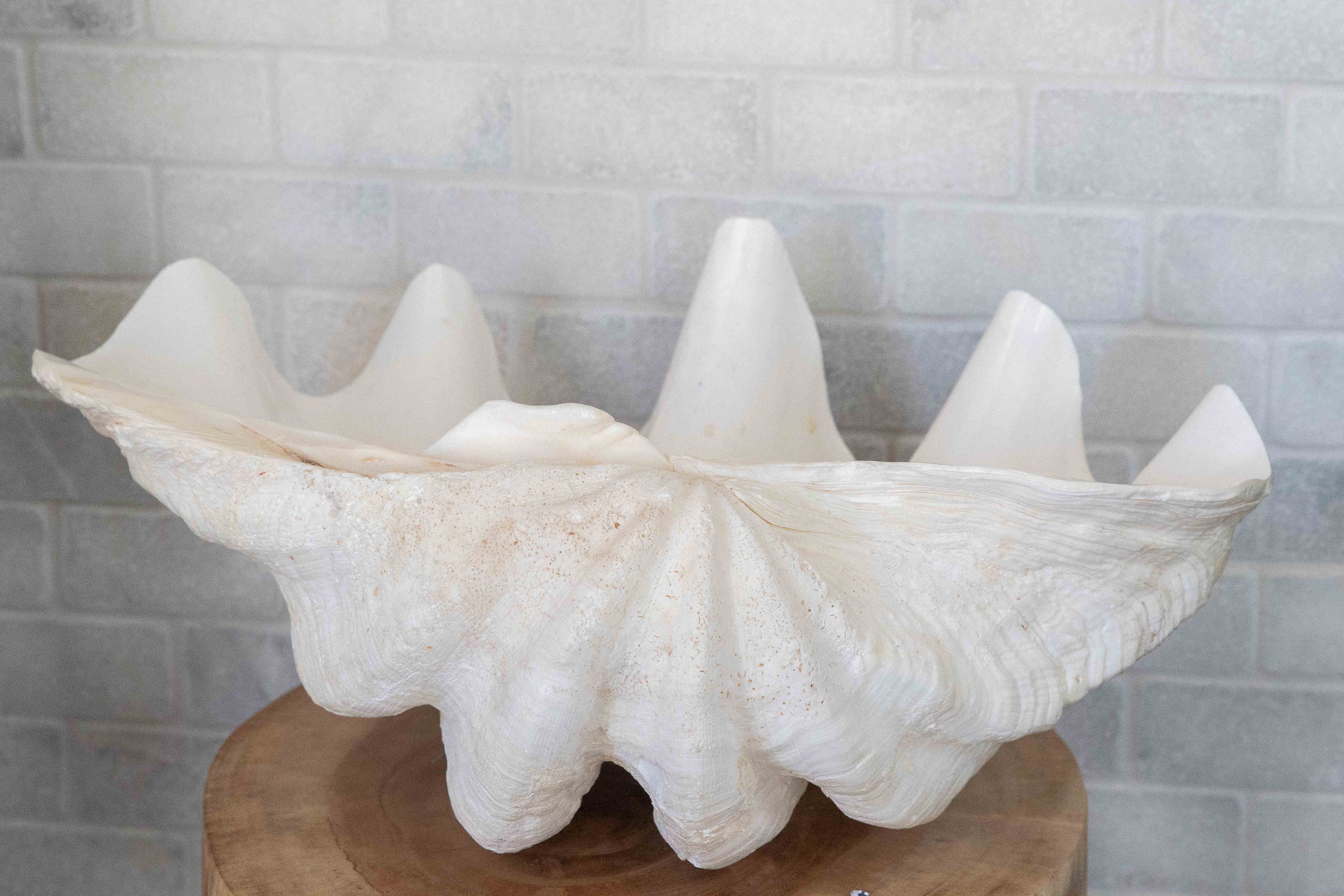 Stunning Giant Clamshell South Pacific 18 Inches Wide 26 Pounds Coastal ...