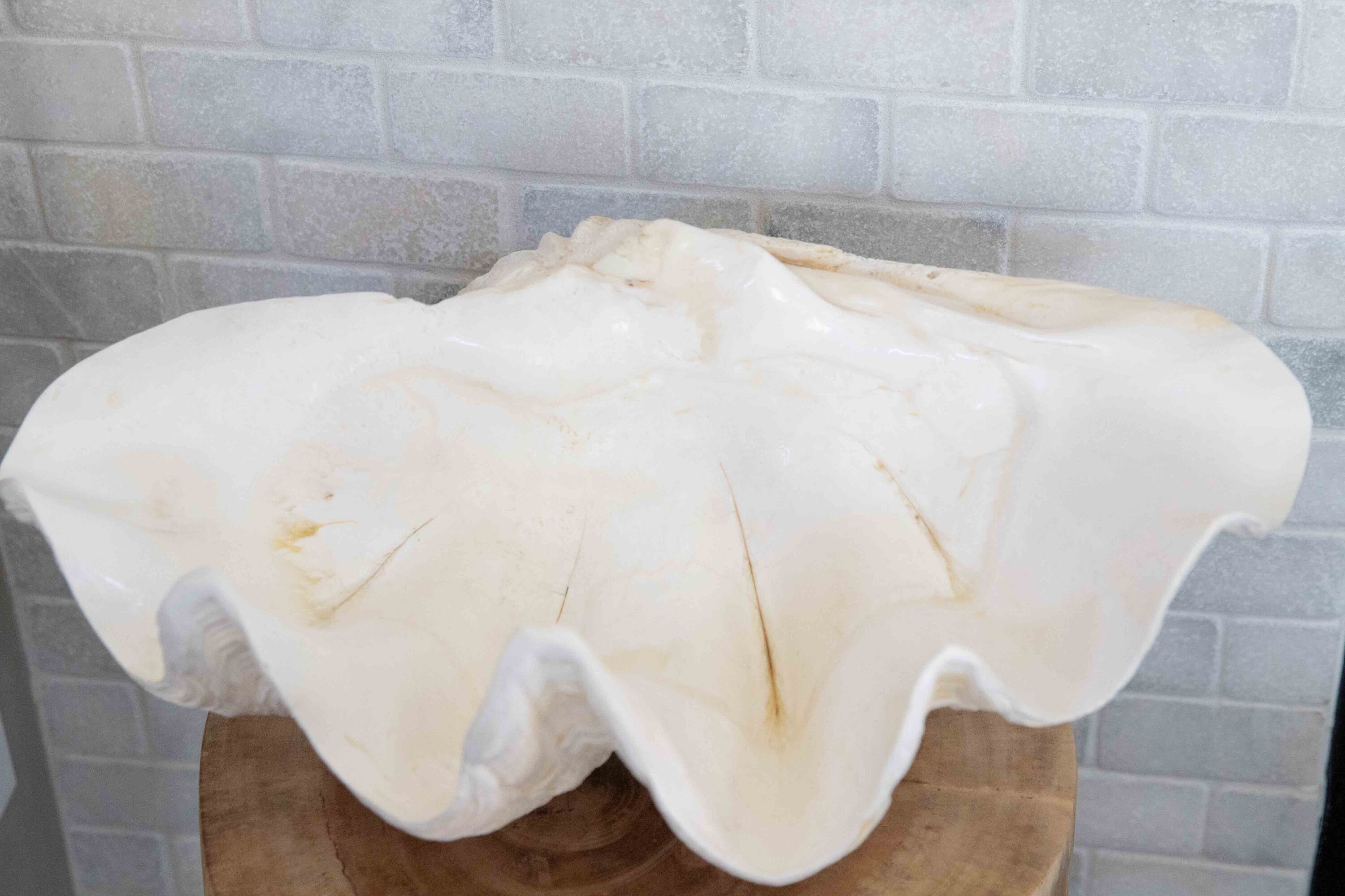 Stunning Giant Clamshell South Pacific 18 Inches Wide 26 Pounds Coastal ...