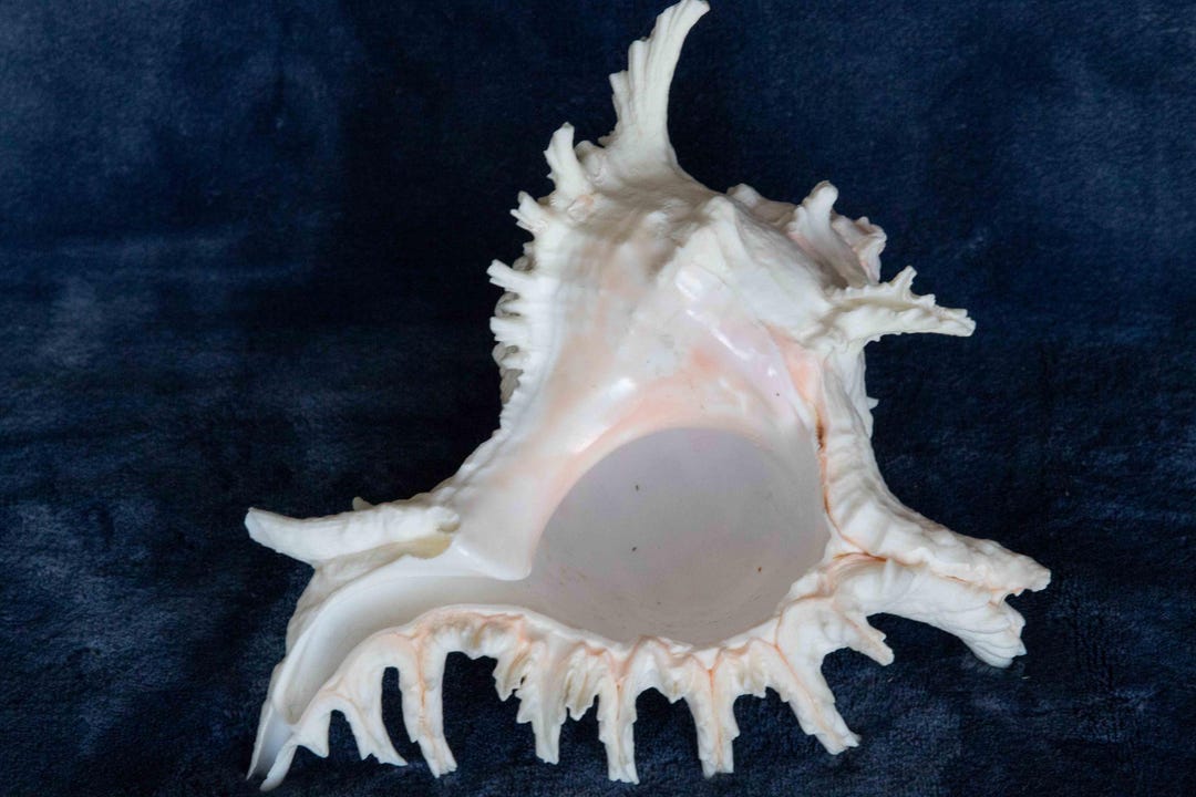 Giant Natural Conchshell, Murex Ramosus Shell. Large Sea Shell for Vase ...