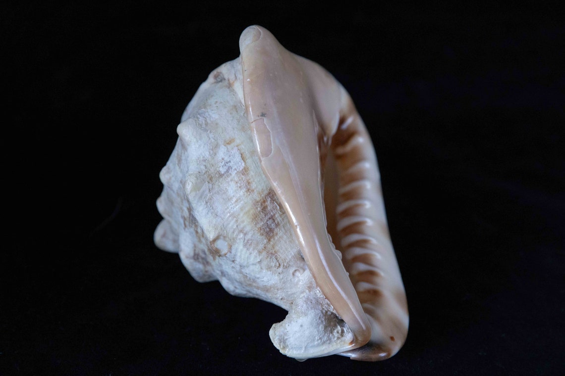 Queen Helmet Striped Conch Shell Seashell Beach Ocean Decor, Nautical ...