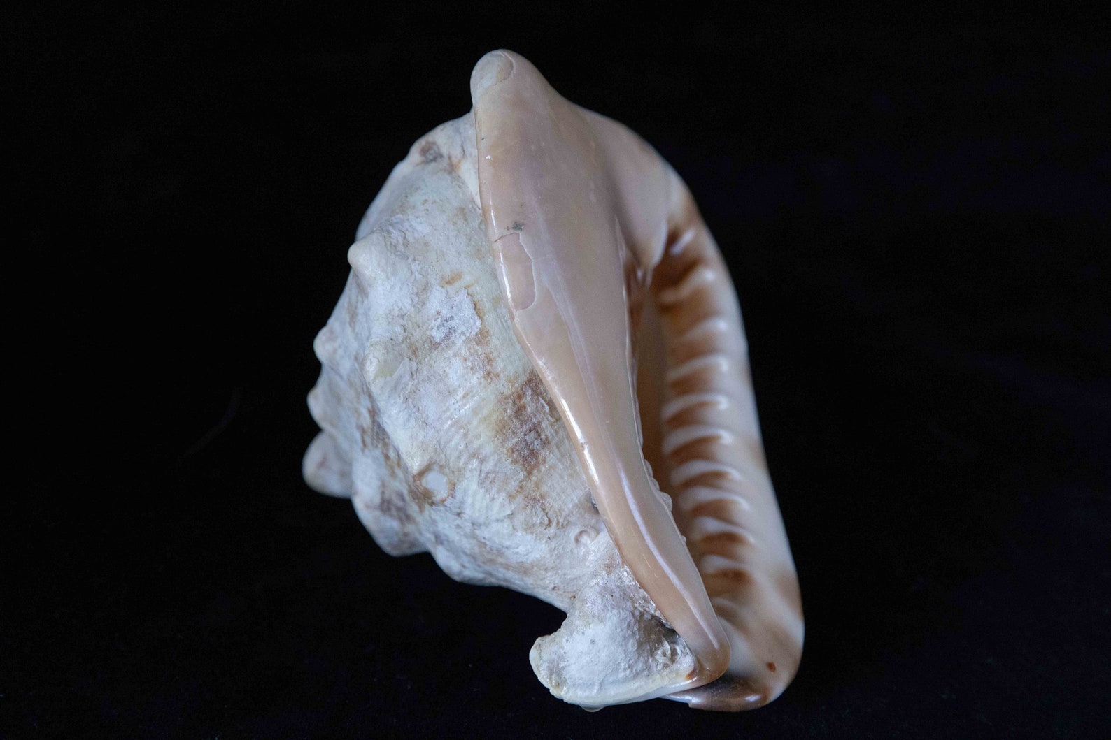 Queen Helmet Striped Conch Shell Seashell Beach Ocean Decor, Nautical ...