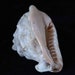 Queen Helmet Striped Conch Shell Seashell Beach Ocean Decor, Nautical ...