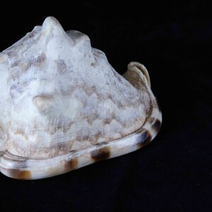 Queen Helmet Striped Conch Shell Seashell Beach Ocean Decor, Nautical ...
