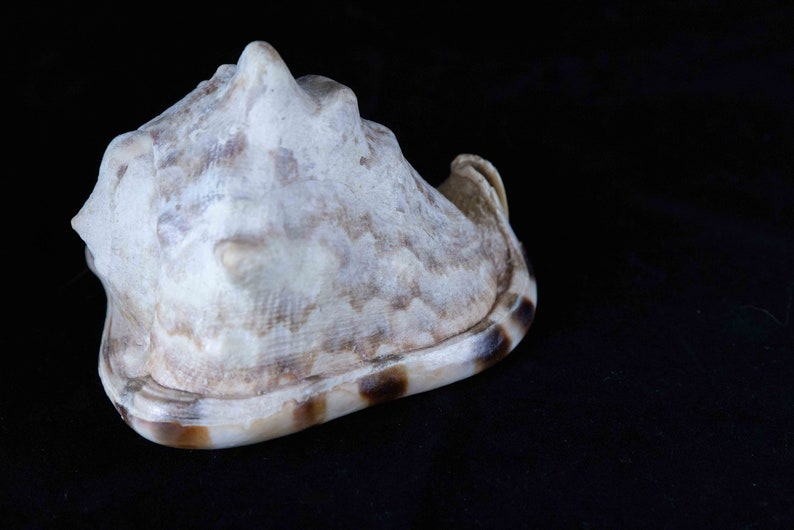 Queen Helmet Striped Conch Shell Seashell Beach Ocean Decor, Nautical ...