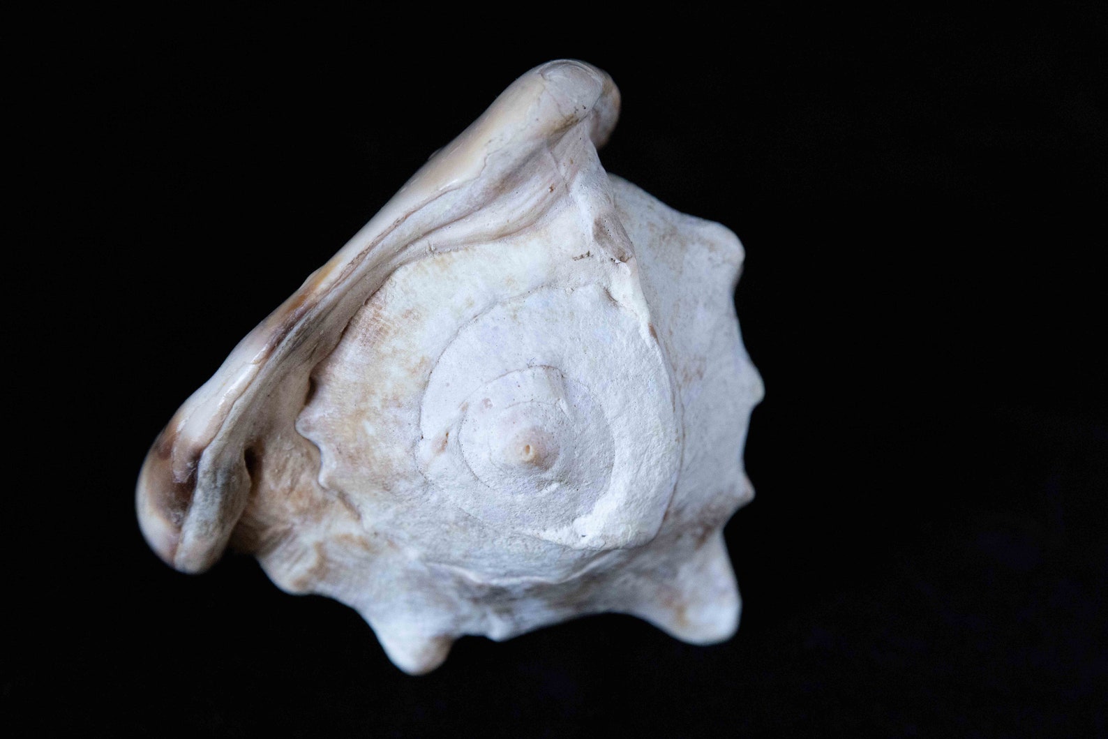 Queen Helmet Striped Conch Shell Seashell Beach Ocean Decor, Nautical ...