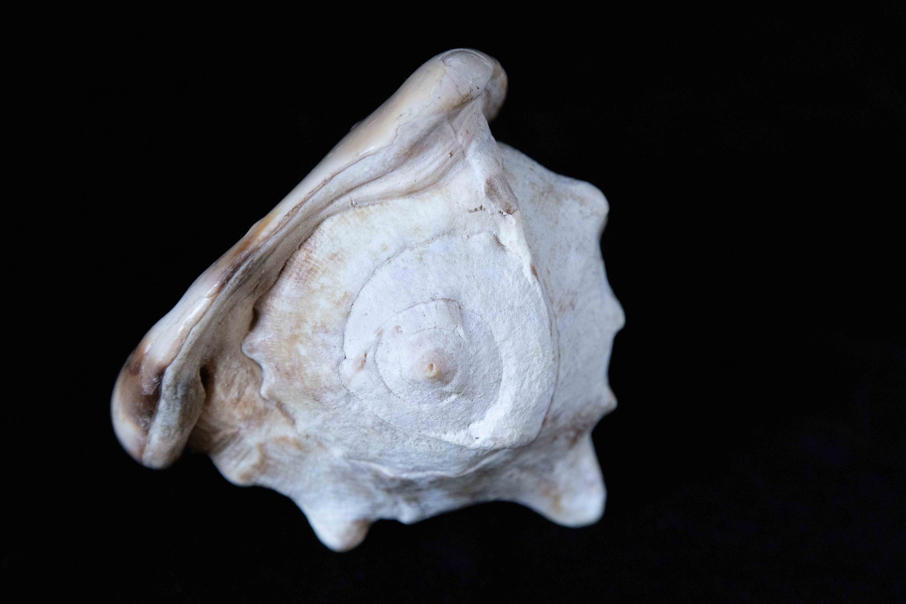 Queen Helmet Striped Conch Shell Seashell Beach Ocean Decor, Nautical ...