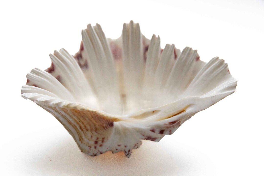 Vintage Bear Paw Clam Shell: Hippopus Display Piece (5.5 In) - Etsy