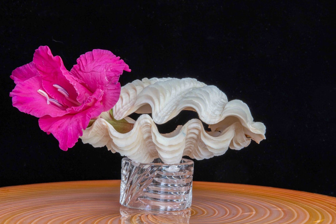 Tridacna Gigas Fluted Clam Sea Shell 5" White - Etsy