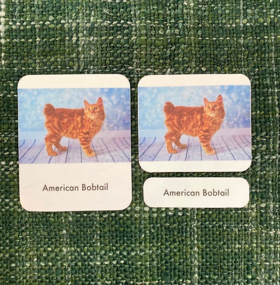 Domestic Cat Breeds Montessori 3-part Language Cards | Etsy