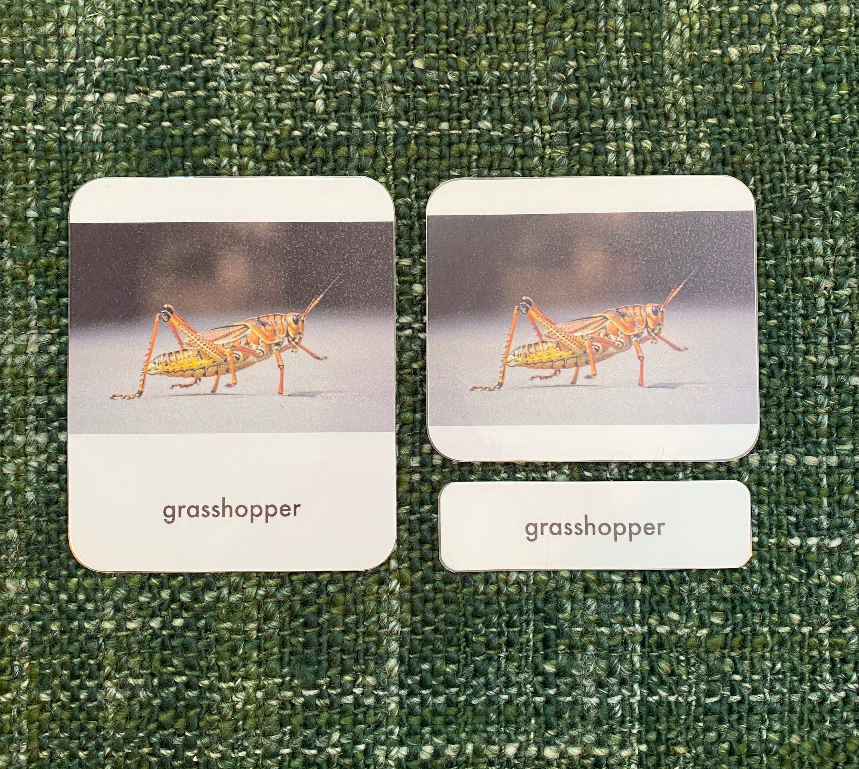 Insect 3-part Montessori Language Cards PDF - Etsy
