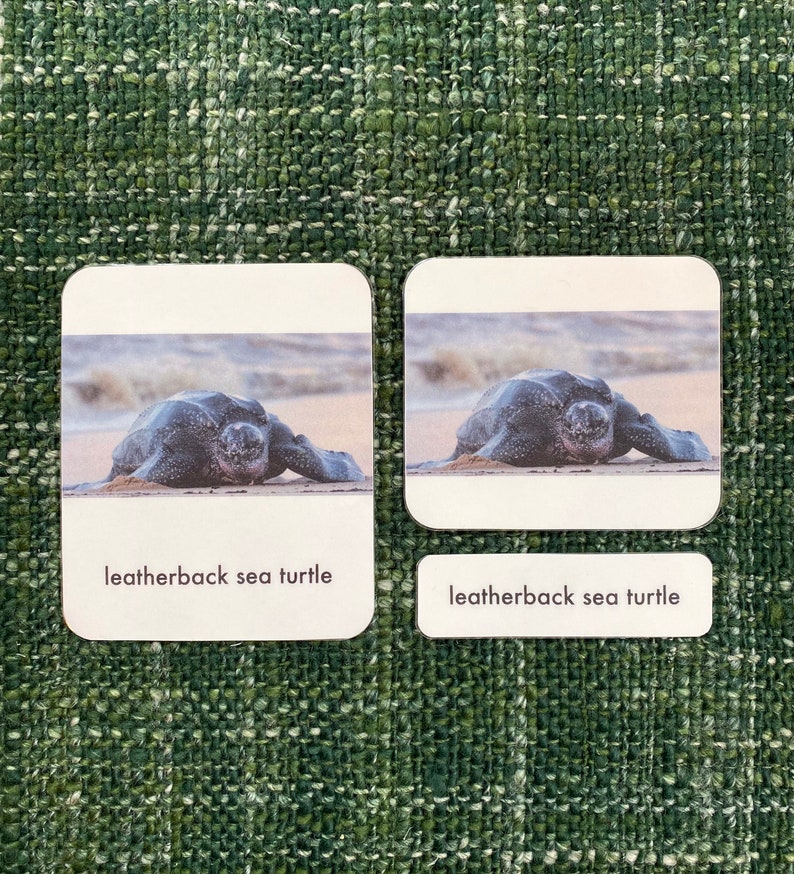 Sea Turtle 3-part Montessori Language Cards PDF - Etsy
