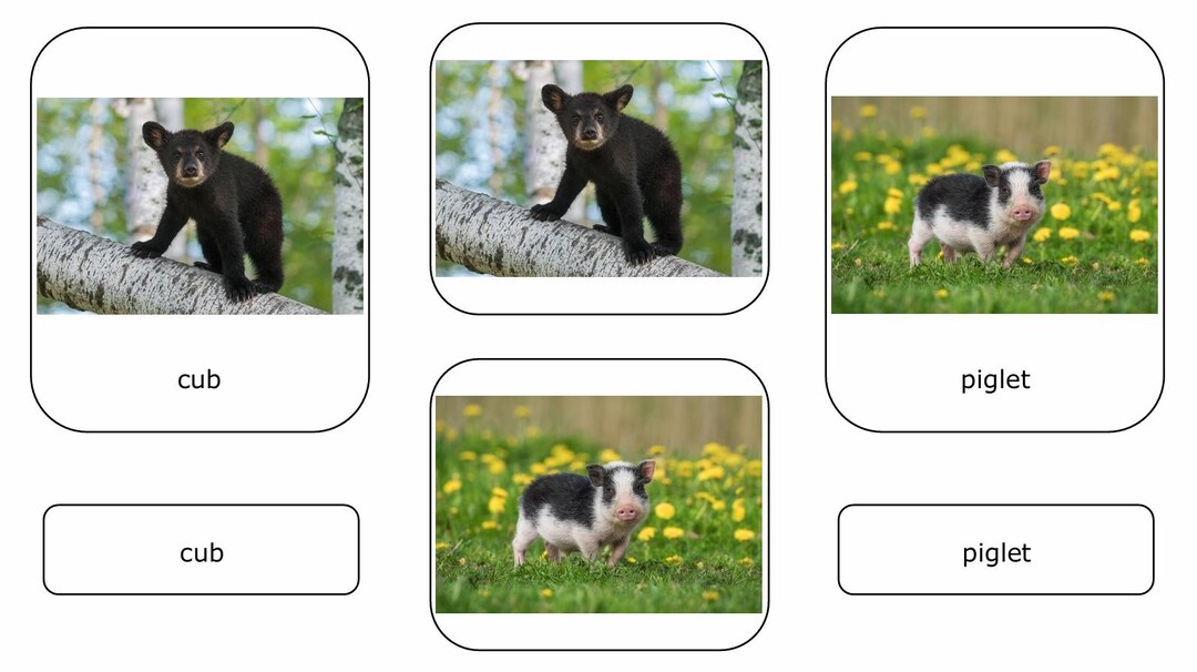 Baby Animals 3-part Montessori Language Cards PDF - Etsy