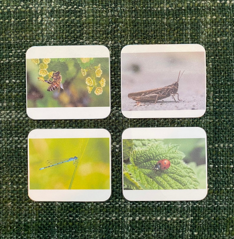 Insect 3-part Montessori Language Cards | Etsy