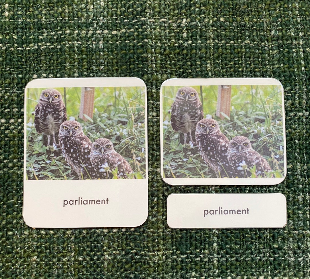 Collective Noun 3-part Montessori Language Cards PDF - Etsy