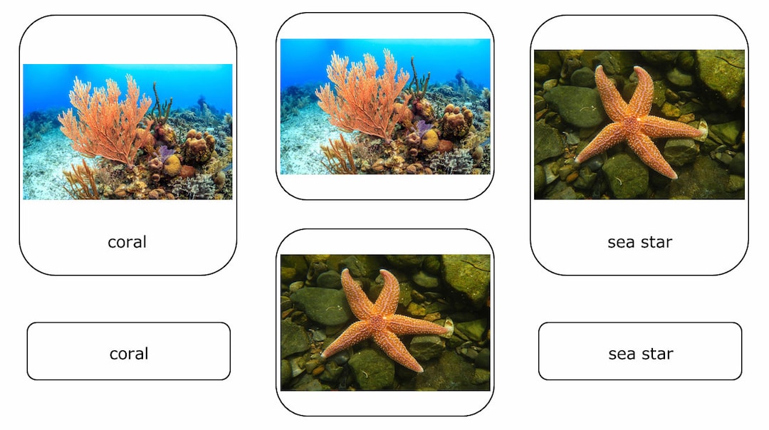 Marine Invertebrates 3-part Cards - Etsy