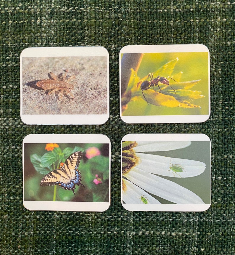 Insect 3-part Montessori Language Cards | Etsy