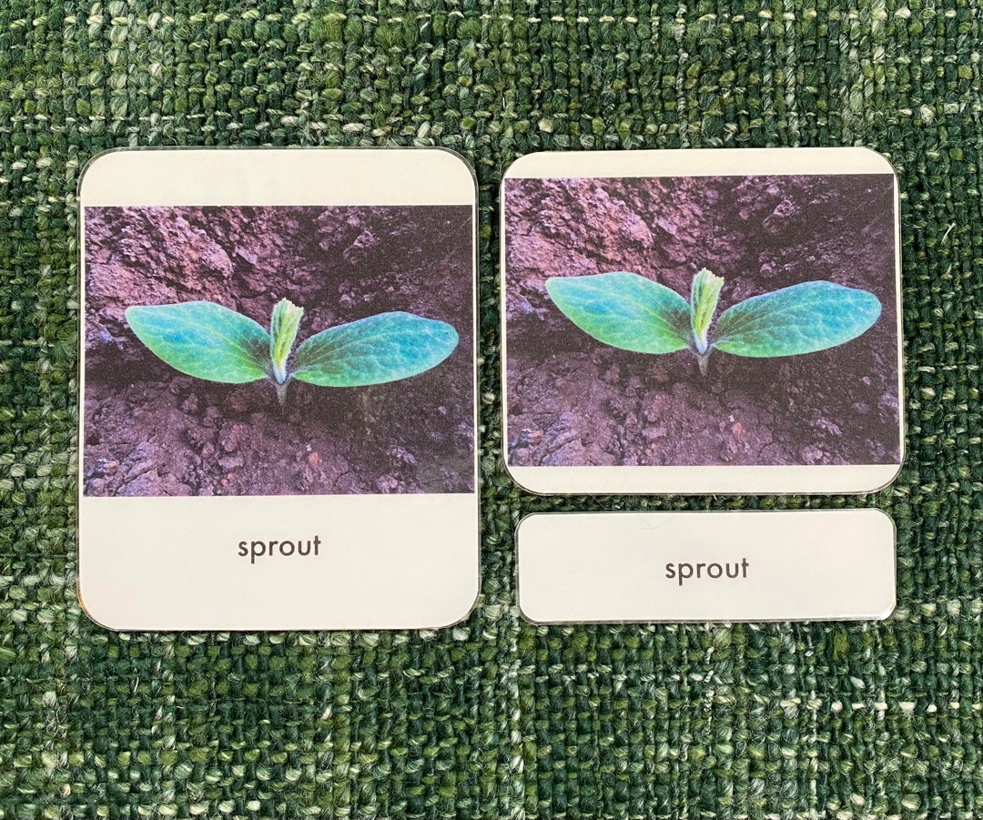 Pumpkin Life Cycle 3-part Montessori Language Cards PDF - Etsy
