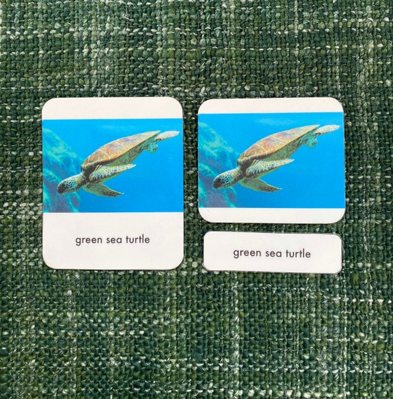 Sea Turtle 3-part Montessori Language Cards | Etsy