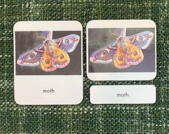 Insects 3-part Cards, Montessori Nomenclature Cards - Etsy