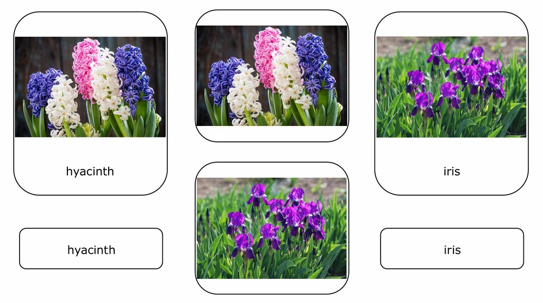 Spring Flowers 3-part Montessori Language Cards PDF - Etsy