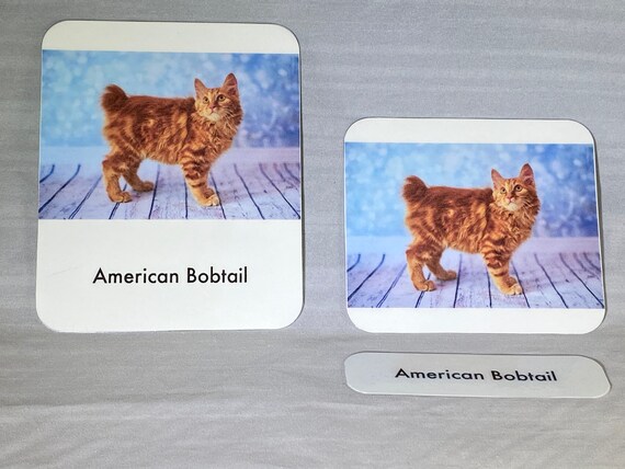 Domestic Cat Breeds Montessori 3-part Language Cards | Etsy