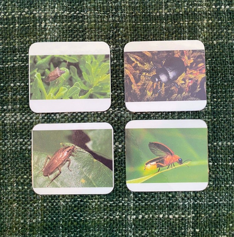 Insect 3-part Montessori Language Cards | Etsy