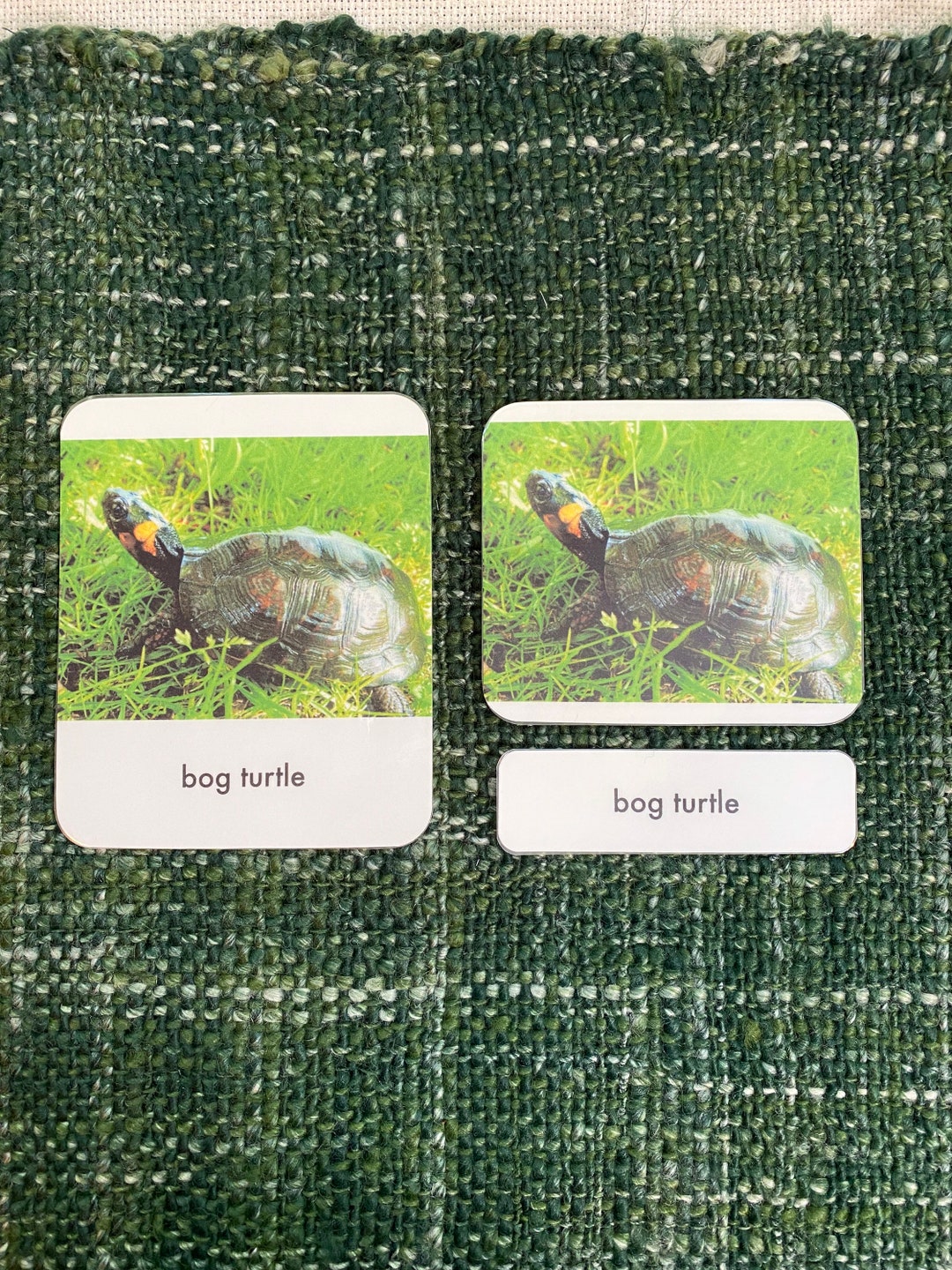 Turtle 3-part Montessori Language Cards PDF - Etsy