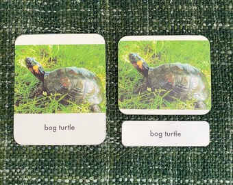 Montessori 3 Part Cards Parts of the Eastern Box Turtle - Etsy