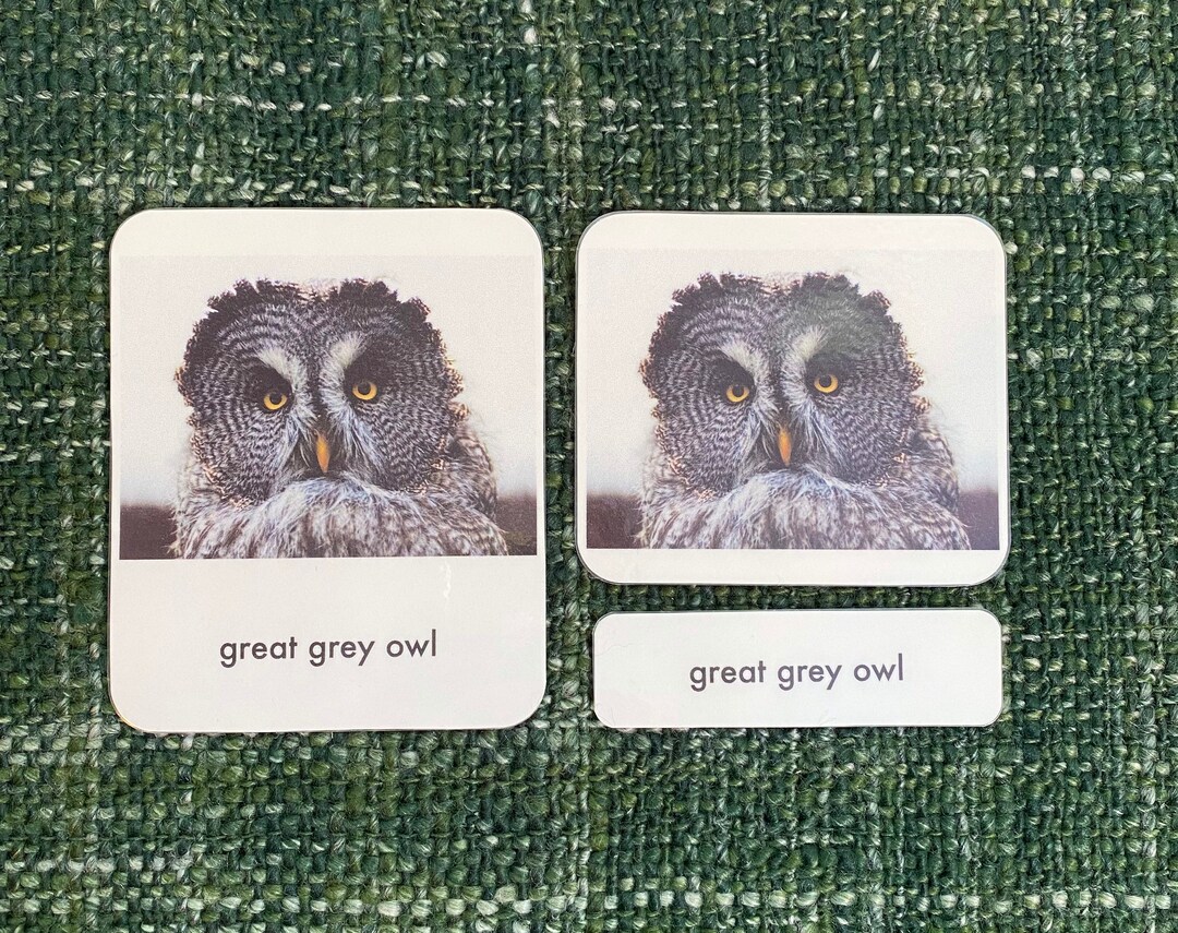 Owls 3-part Montessori Language Cards PDF - Etsy