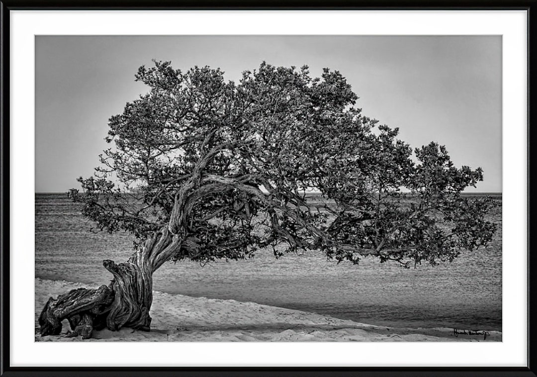 Almost There Tree Fine Art Photographyblack and White Aruba, Divi Tree ...
