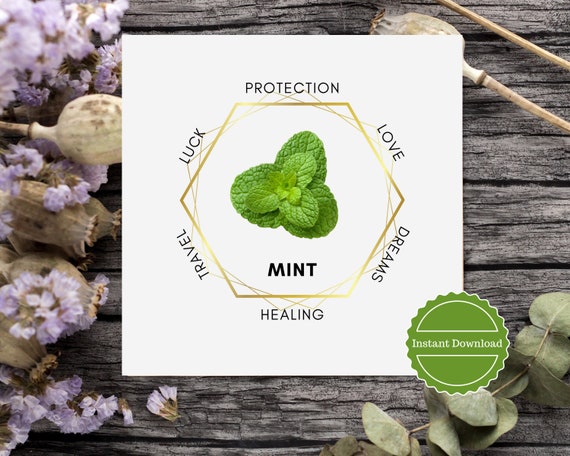 Mint Plant Printable Meaning Card Real Image. Digital Download | Etsy
