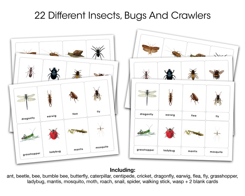 3-part Montessori Matching Cards Insects Bugs Homeschool | Etsy