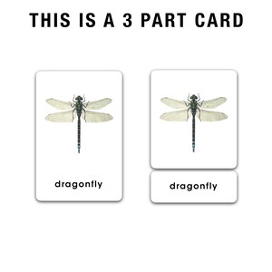 3-part Montessori Matching Cards Insects Bugs Homeschool | Etsy