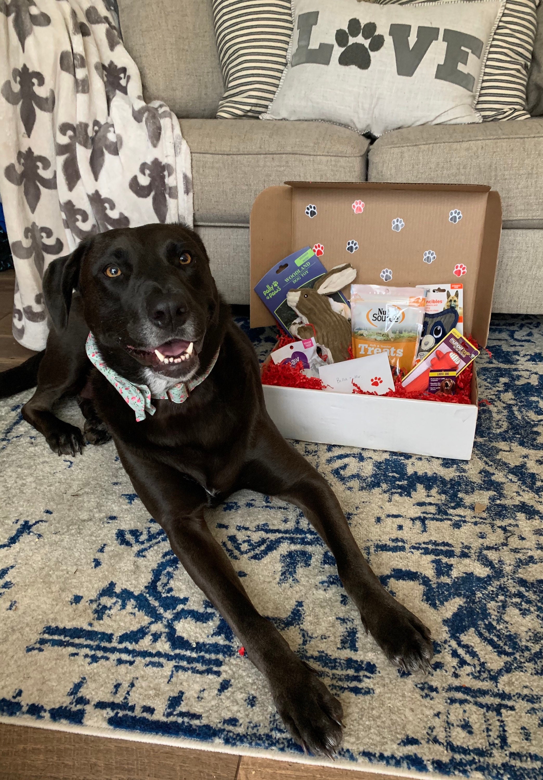 Double Pup Parcel Doggy Gift Box EIGHT Toys/treats - Etsy