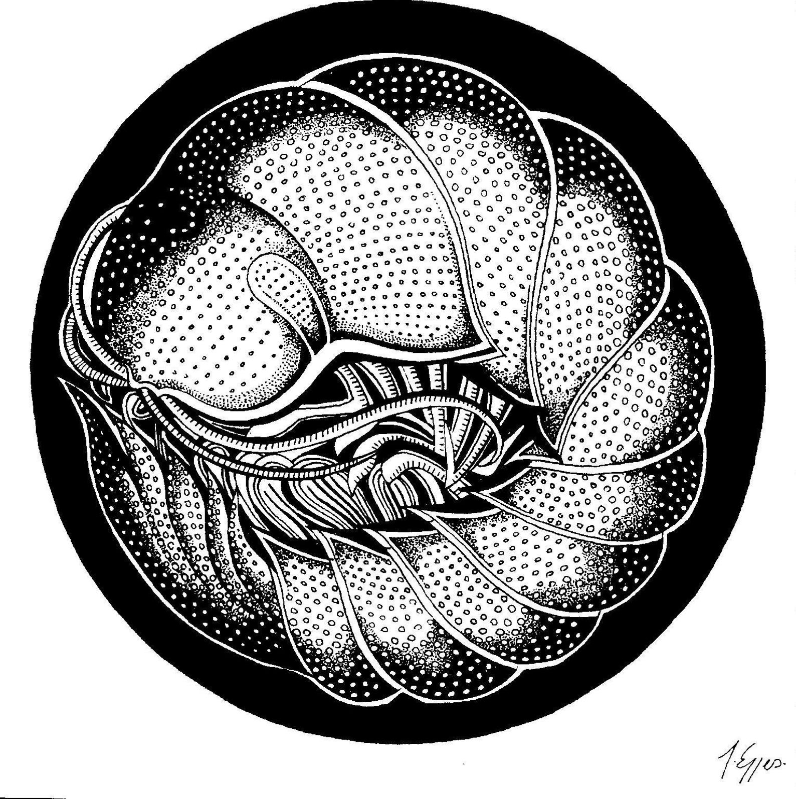 Isopod Original Drawing - Etsy