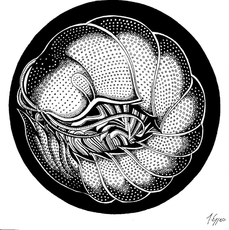 Isopod Original Drawing - Etsy